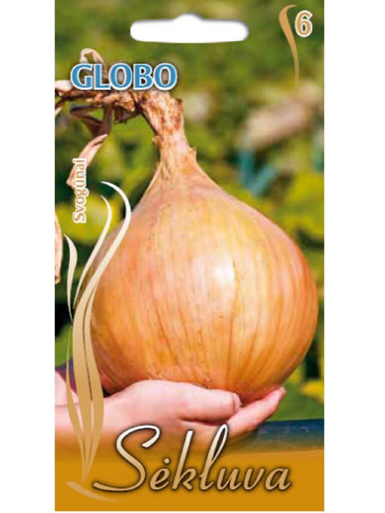 Sibul ‘Globo’ – Kuuse Aiand