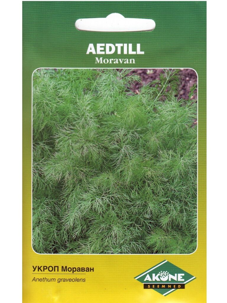 Till ‘Moravan’ – Kuuse Aiand