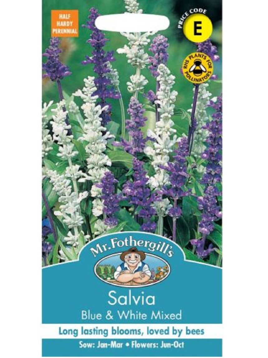 Hall salvei ‘Blue & White segu’ – Kuuse Aiand