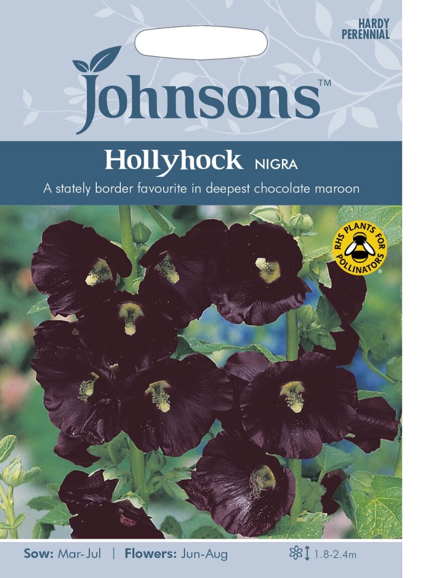 Tokkroos `Nigra` – Kuuse Aiand