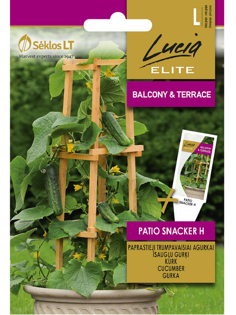 Kurk ‘Patio Snacer’ F1 – Kuuse Aiand