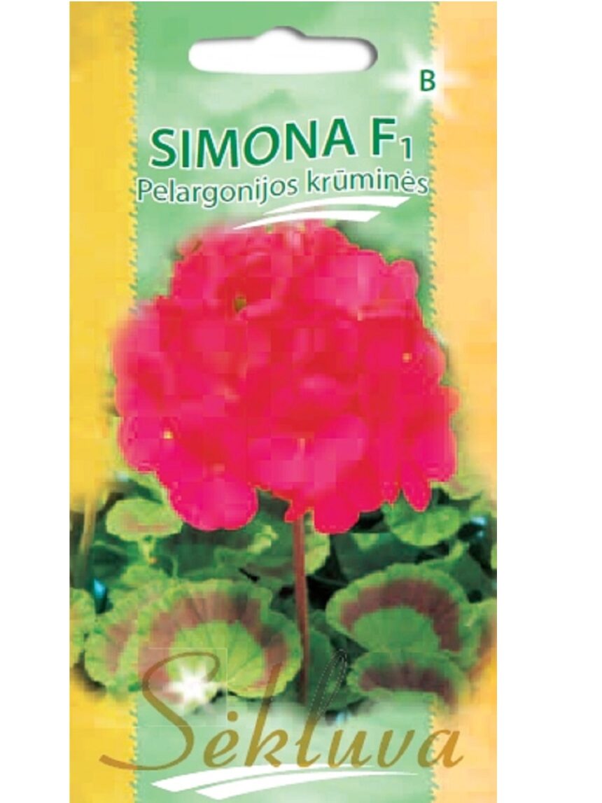 Pelargoon ‘Simona’F1 – Kuuse Aiand