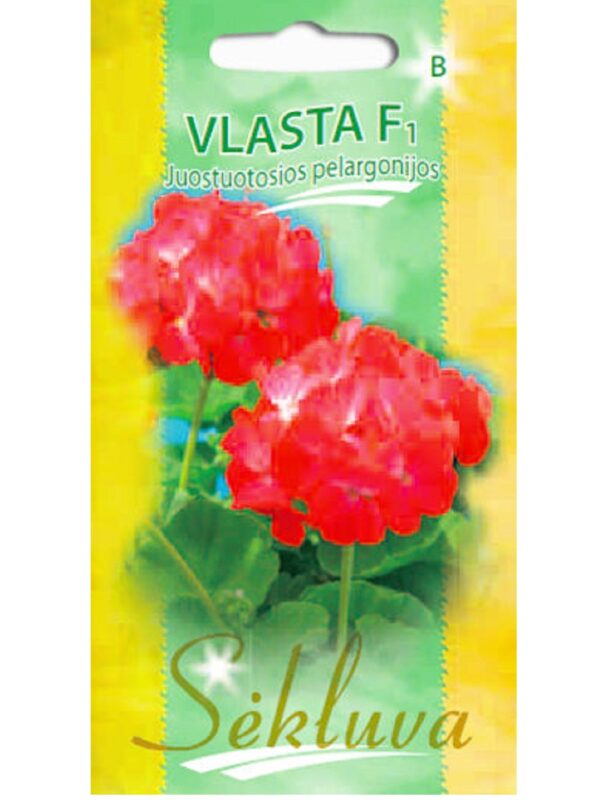 Pelargoon ‘Vlasta’ F1 – Kuuse Aiand