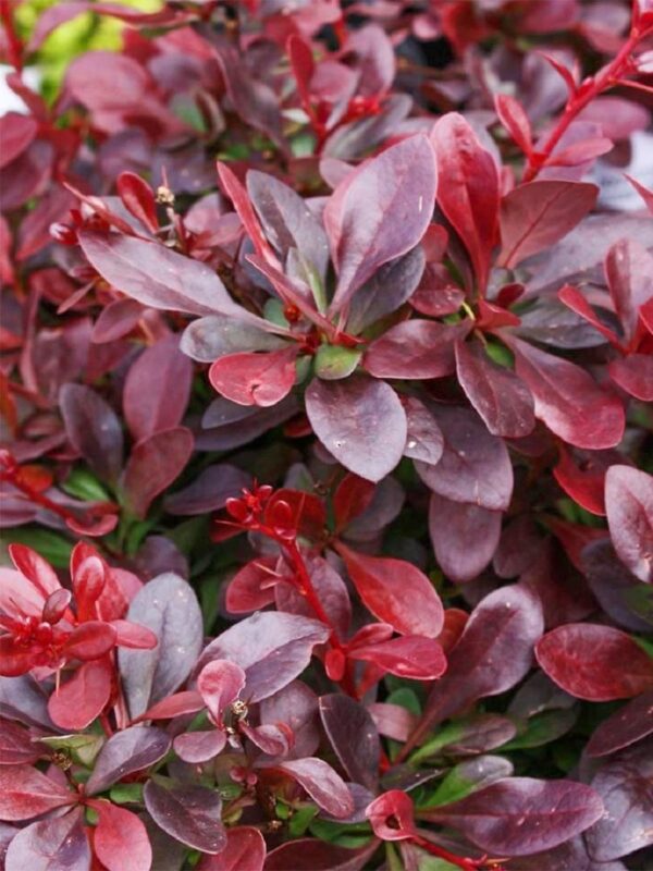 Thunbergi kukerpuu ‘Atropurpurea Nana’ c3 25-30cm – Kuuse Aiand