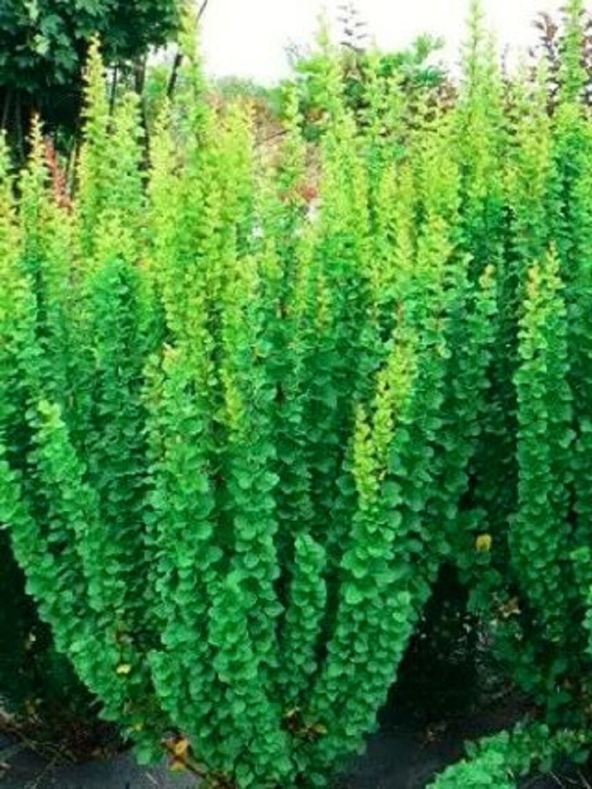 Thunbergi kukerpuu ‘Erecta’ c3 30-40cm – Kuuse Aiand