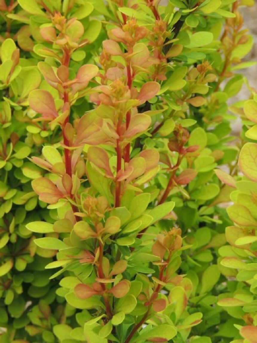 Thunbergi kukerpuu ‘Orange Torch’ c3 30-40cm – Kuuse Aiand