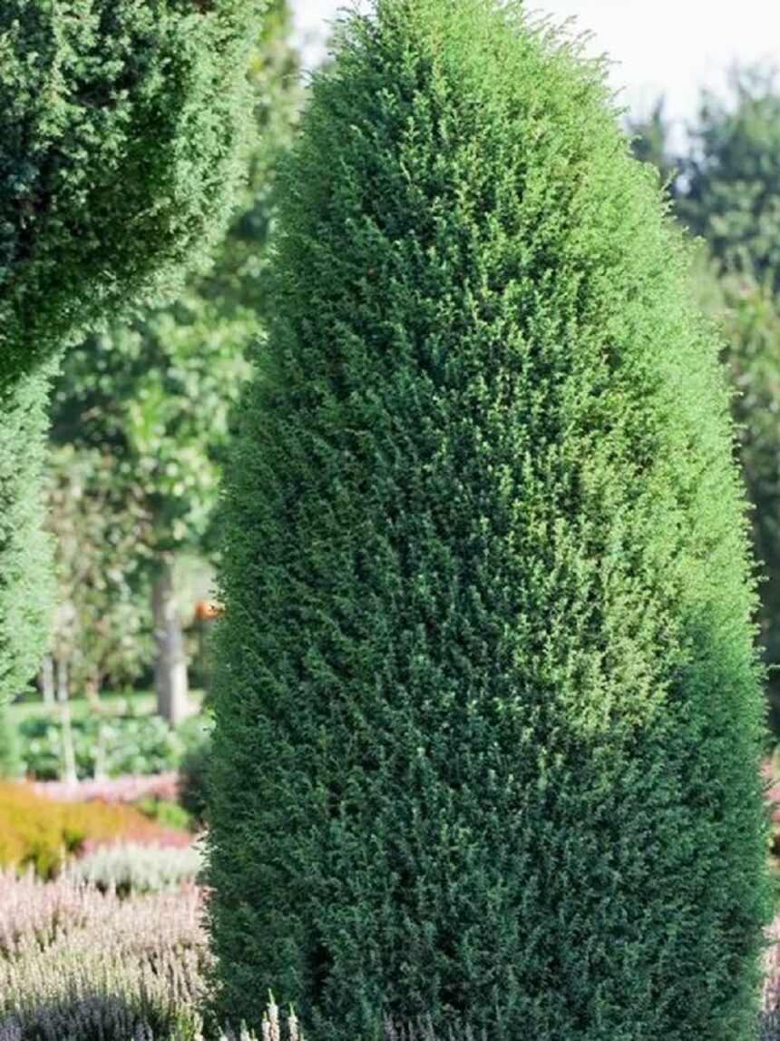 Harilik kadakas ‘Hibernica’ – Kuuse Aiand