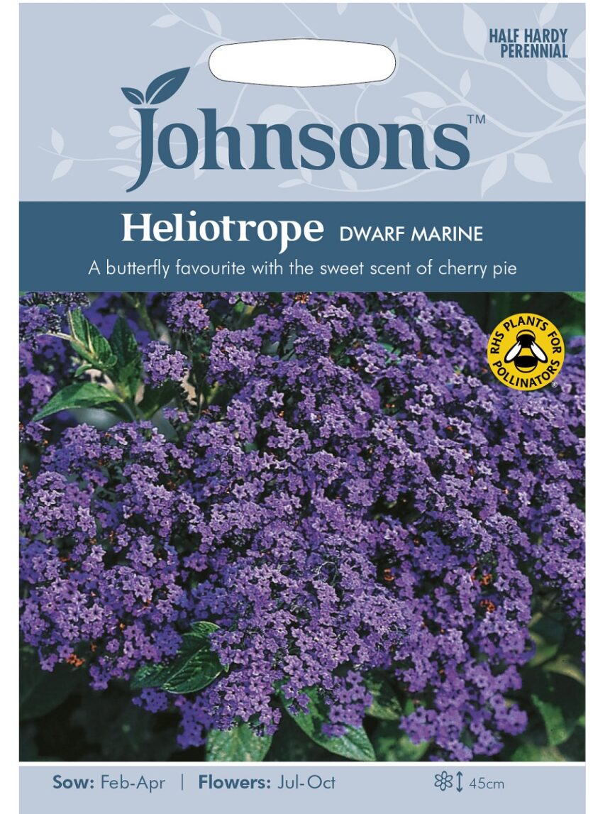Heliotroop ‘Dwarf Marine’ – Kuuse Aiand