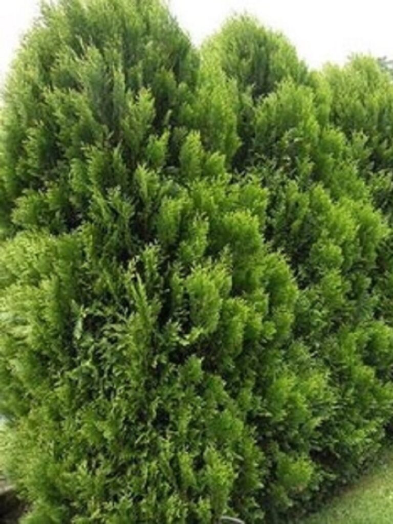 Hiigel-elupuu ‘Kornik’ c3 60-80cm – Kuuse Aiand