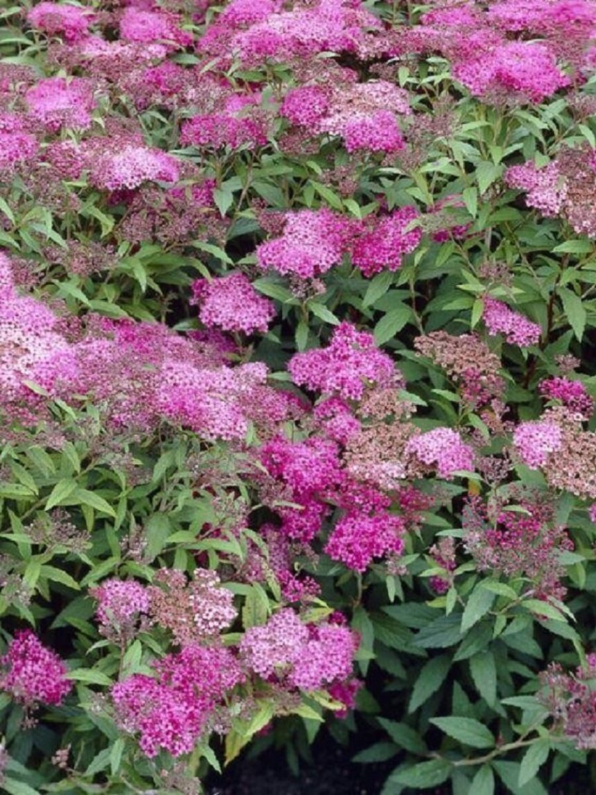 Jaapani enelas ‘Macrophylla’ c2 – Kuuse Aiand