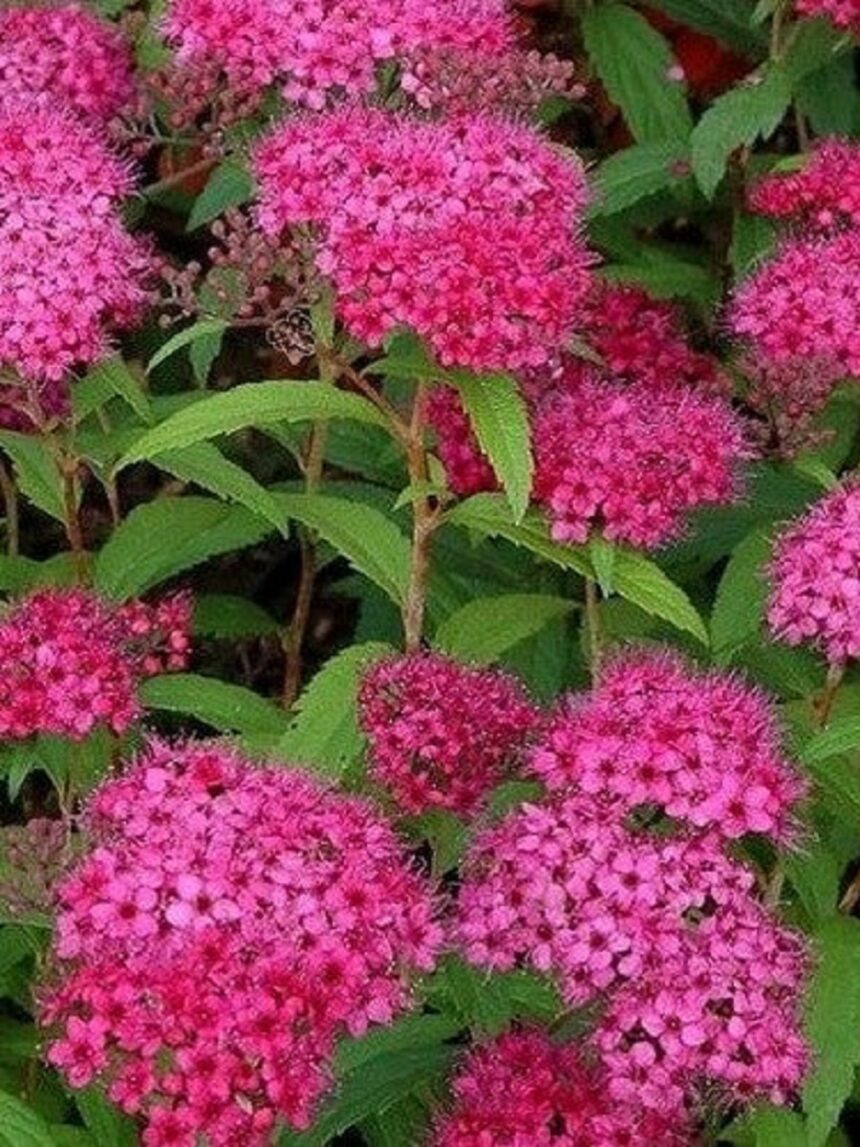 Jaapani enelas ‘Dart`s red’ – Kuuse Aiand