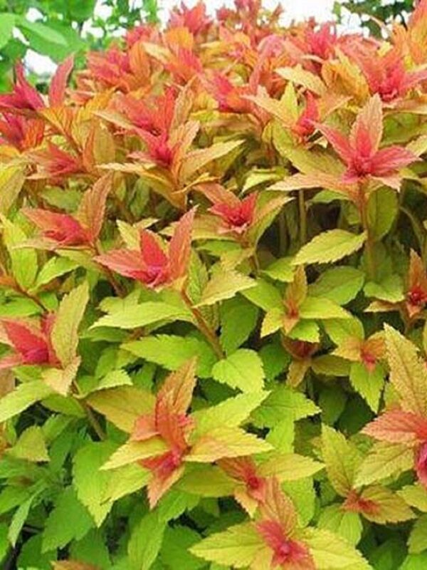 Jaapani enelas ‘Genpei’ c2 – Kuuse Aiand