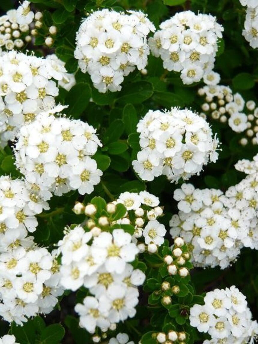 Nipponi enelas ‘Snowmound’ – Kuuse Aiand