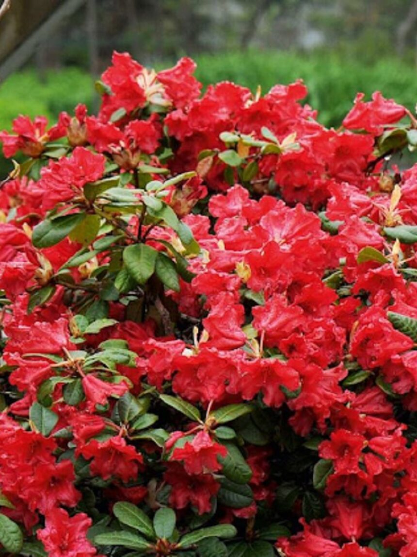 Rododendron ‘Scarlet Wonder’ c4/5 15-20cm – Kuuse Aiand