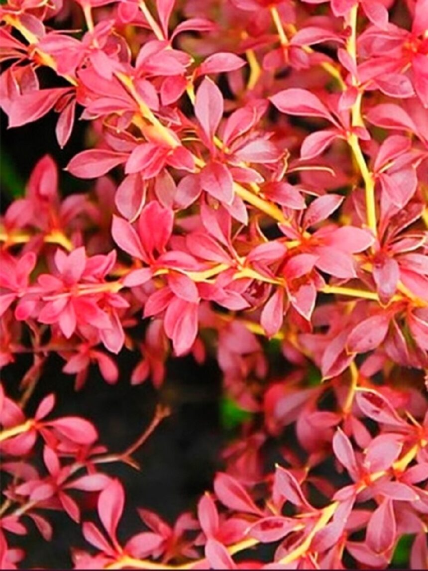 Thunbergi kukerpuu ‘Rosy Rocket’ c3 40-60cm – Kuuse Aiand
