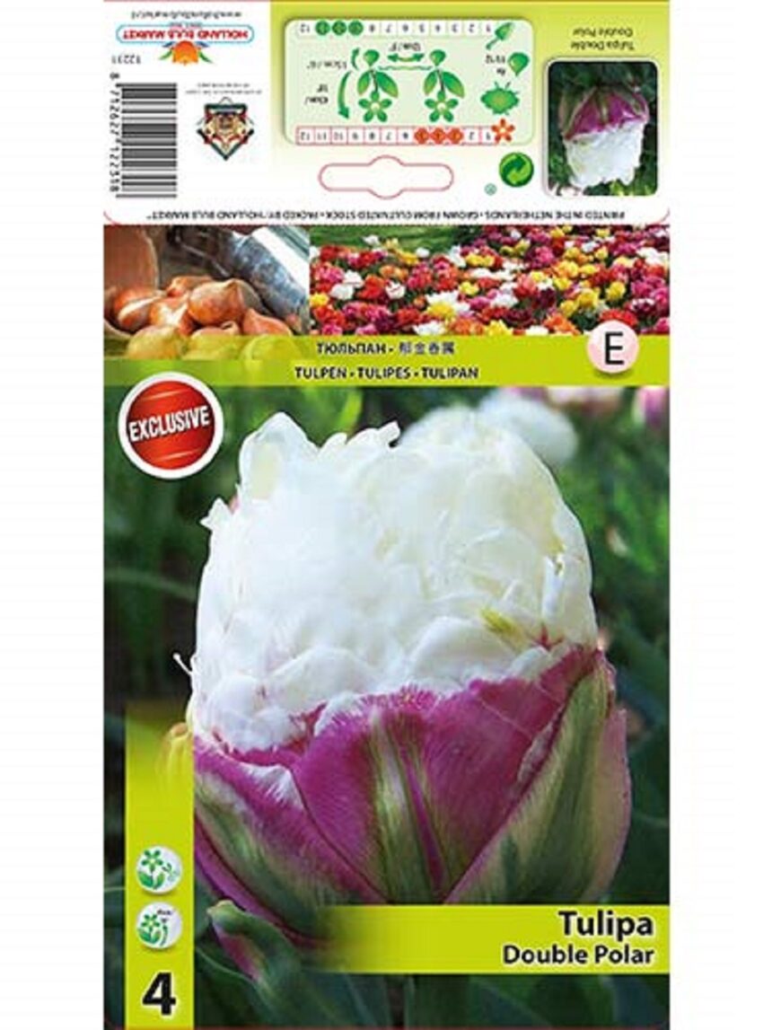 Tulp ‘Double Polar’ – Kuuse Aiand