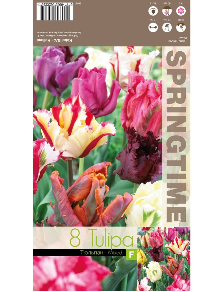Tulp papagoi segu – Kuuse Aiand