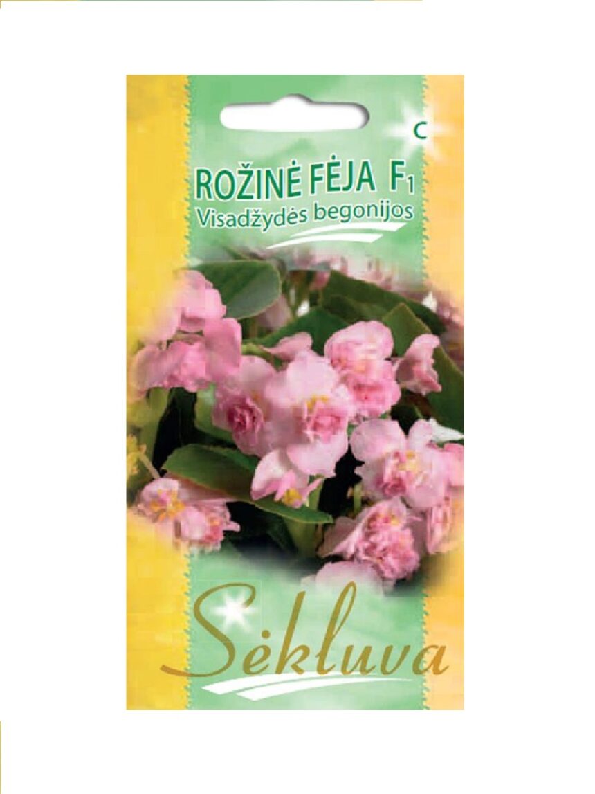 Alatiõitsev begoonia ‘Rožine Feja’ F1 – Kuuse Aiand