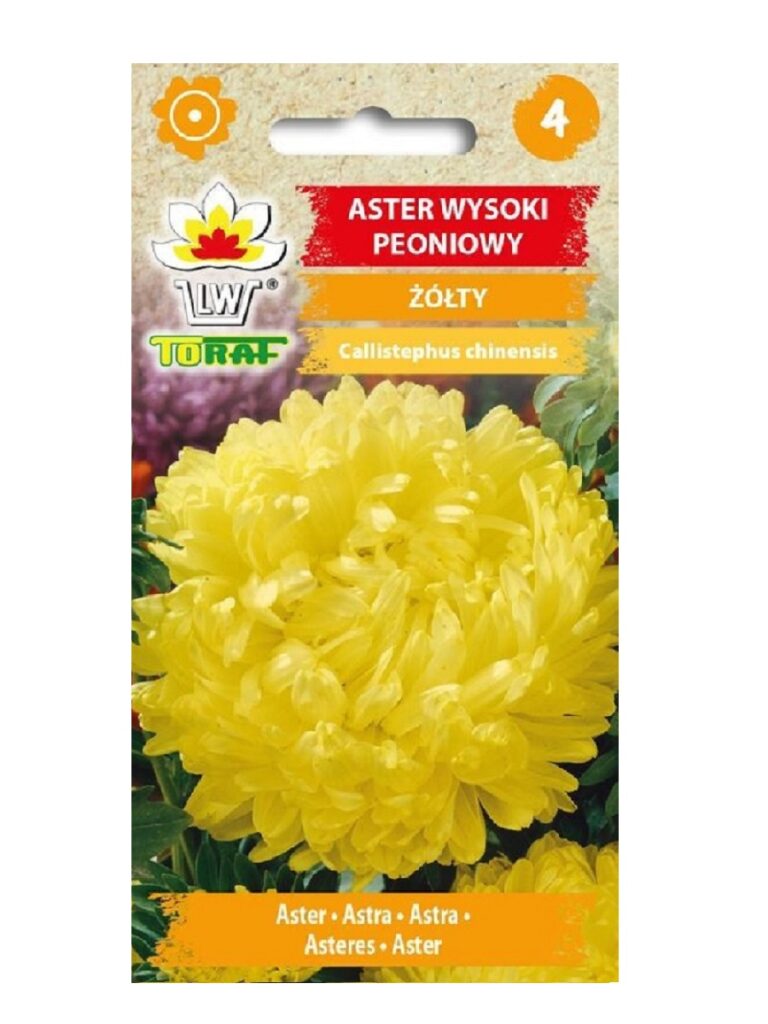 Aster pojeng kollane – Kuuse Aiand