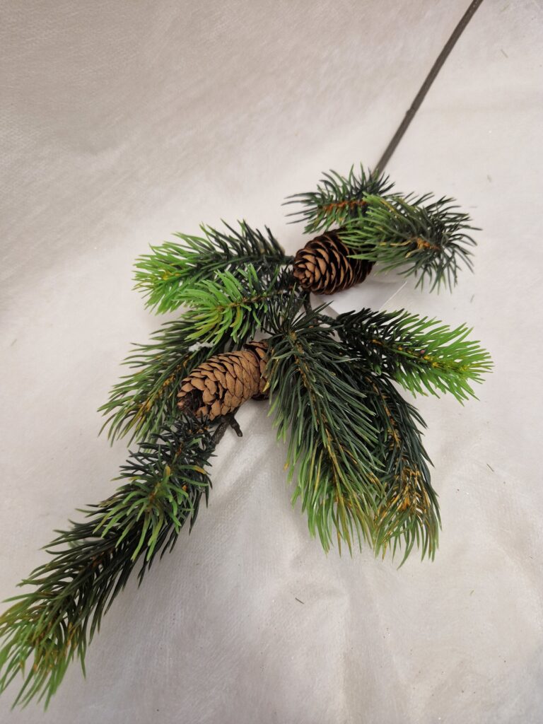 Kuuseoks käbidega – Kuuse Aiand