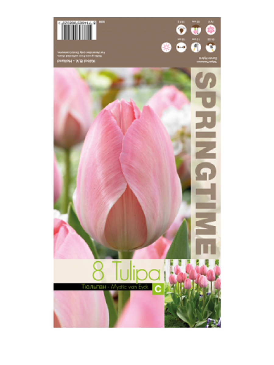 Tulp ‘Mystic van Eyck’ – Kuuse Aiand