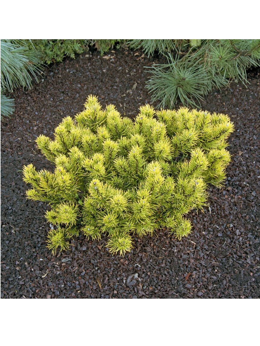 Mägimänd ‘Carsten ‘Wintergold’ c5 30-40cm – Kuuse Aiand