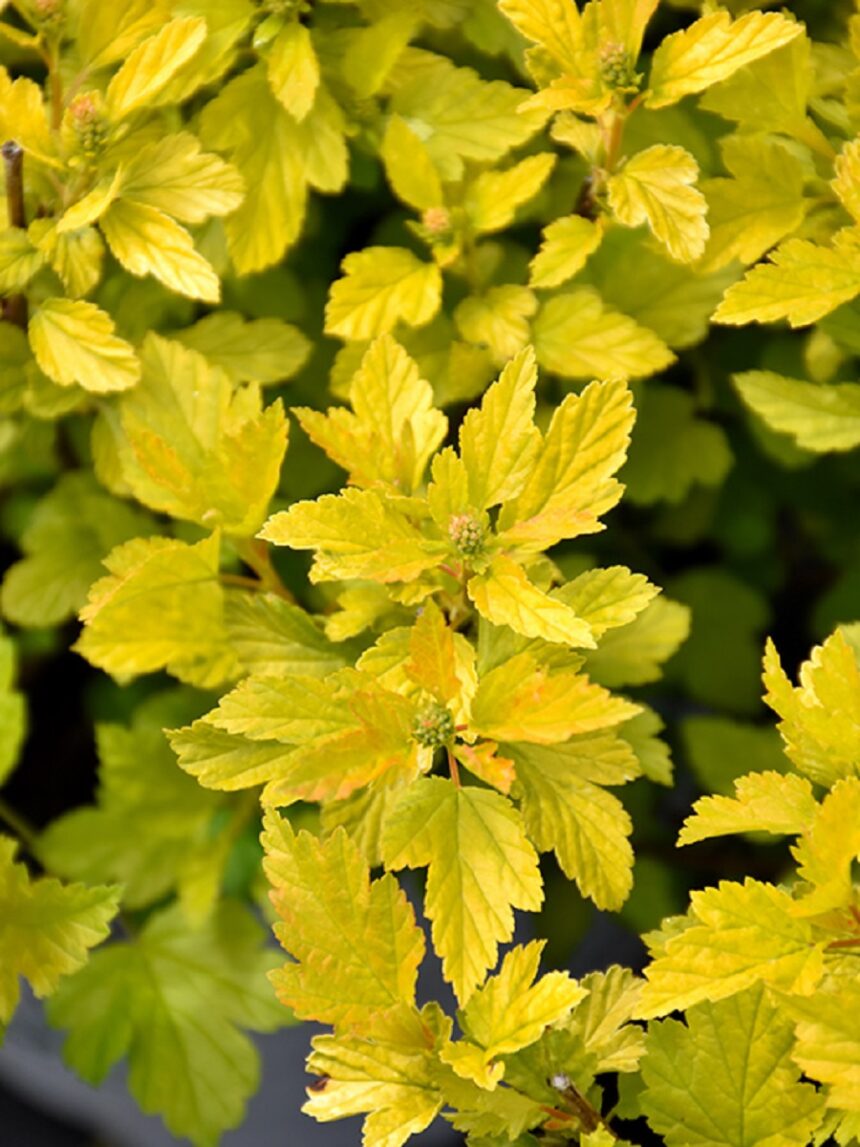 Lodjap-põisenelas ‘Tiny Wine Gold’ c5 40-60cm – Kuuse Aiand