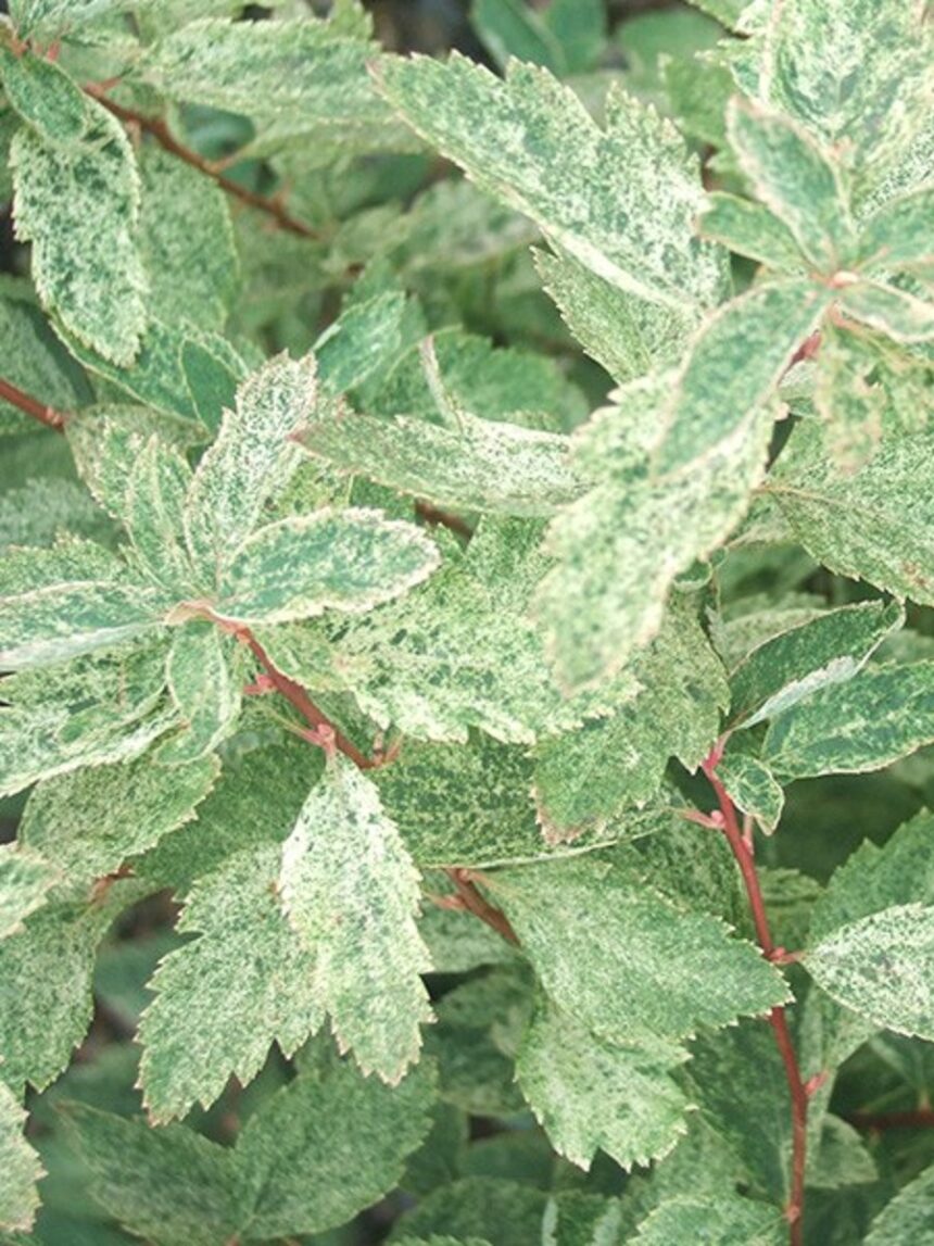 Van houttei enelas ‘Pink Ice’ c3 30-40cm – Kuuse Aiand