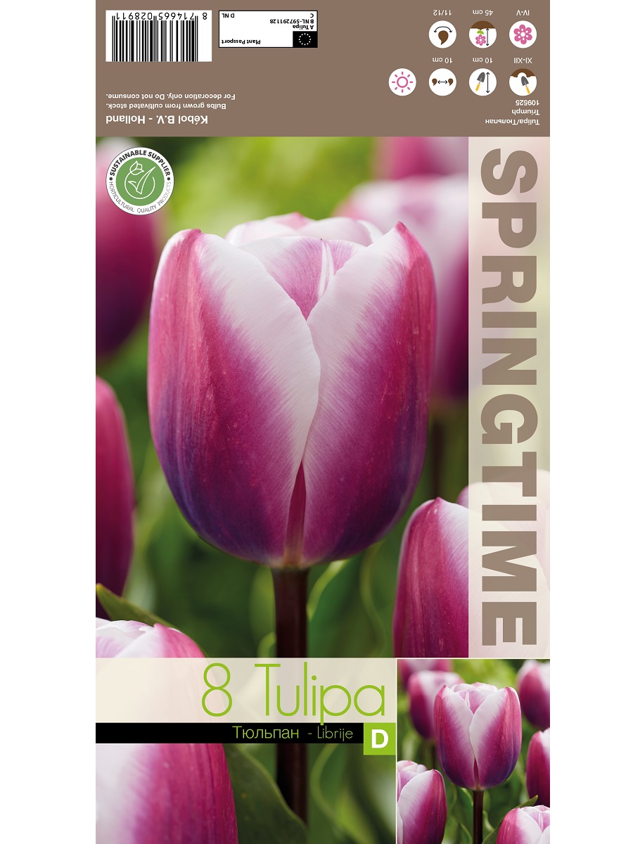 Tulp ‘Librije’ – Kuuse Aiand